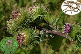 Kuth root, uses and side effects - page 2